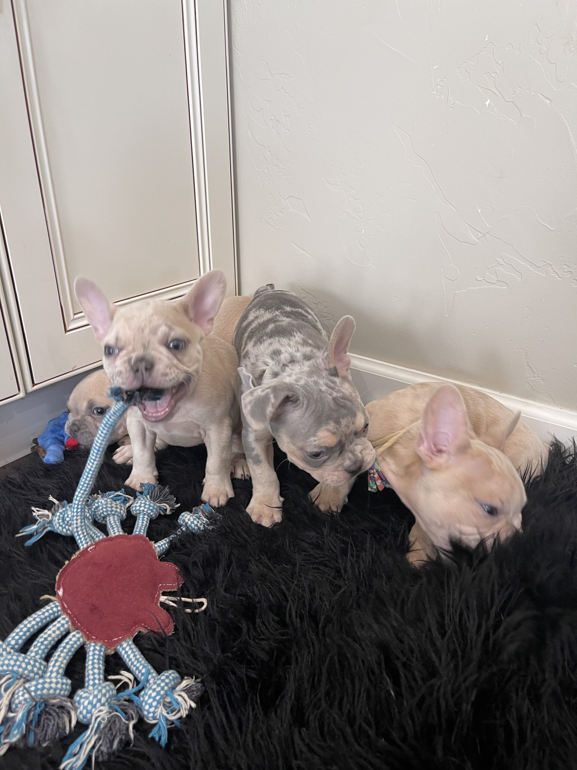 Bubbles Lilac Fawn Merle French Bulldog - The French Bulldog USA