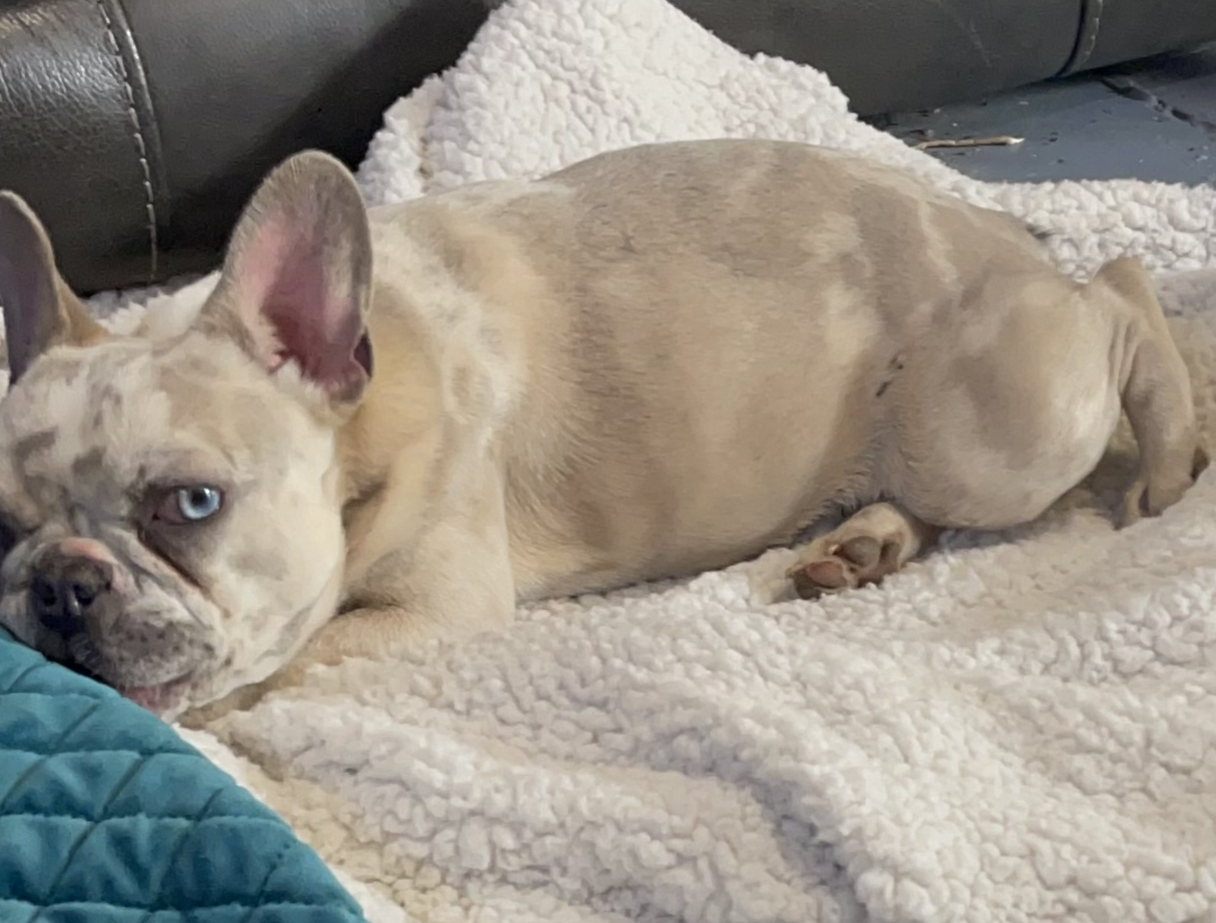 Annie Lilac Fawn Merle French Bulldog - The French Bulldog USA