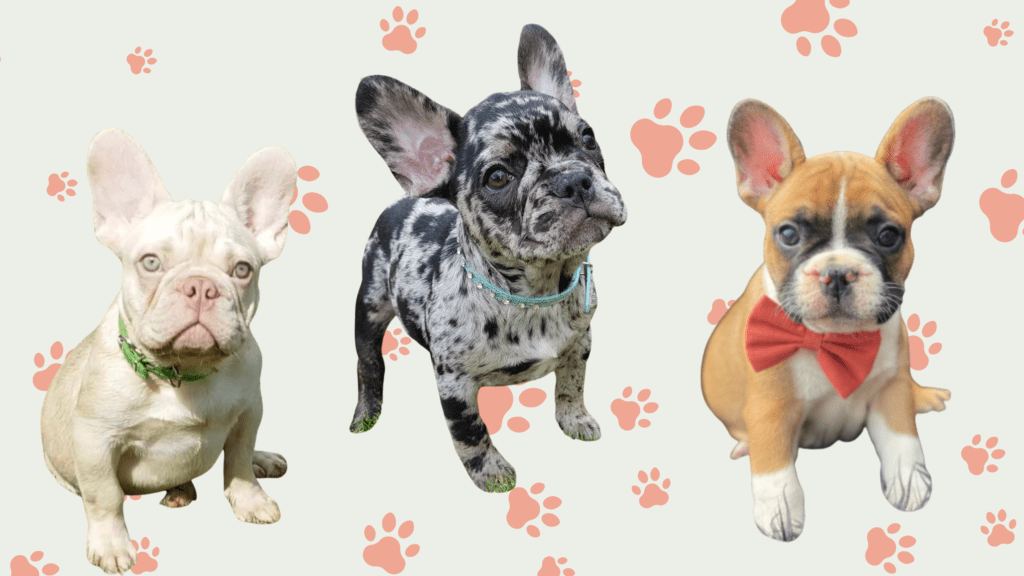French Bulldog Colors The French Bulldog USA French Bulldog Colors The French Bulldog USA