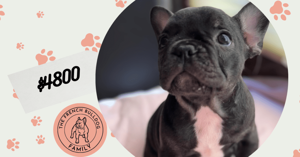 Available Female French Bulldog Puppies - The French Bulldog USA